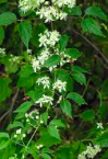 Plant It Wild - Promoting Native Plant Use | Vines Of Michigan