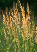 Plant It Wild - Promoting Native Plant Use | Grasses in Northern Michigan